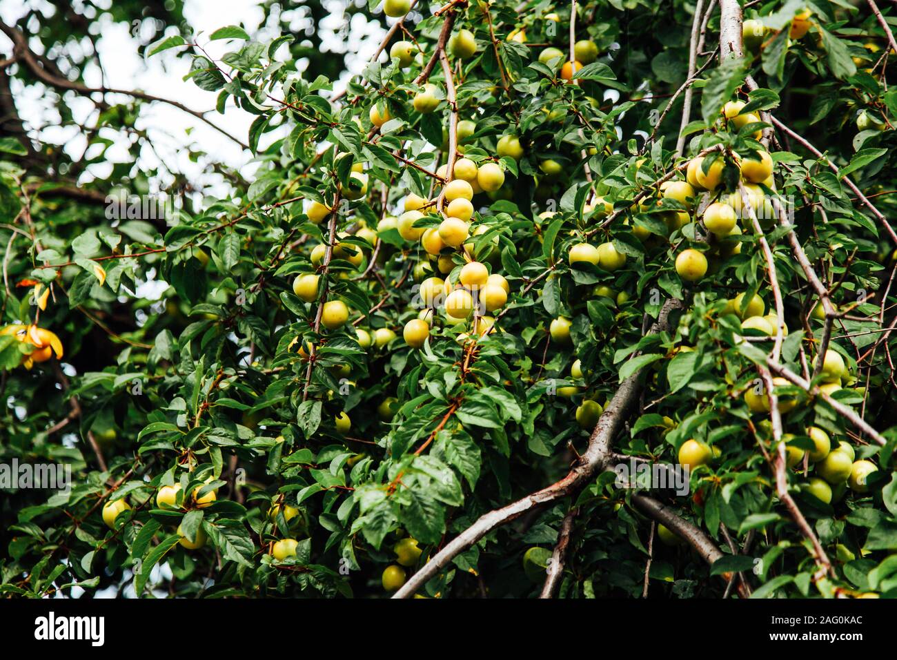 fruit tree with fruits of green plums Stock Photo - Alamy