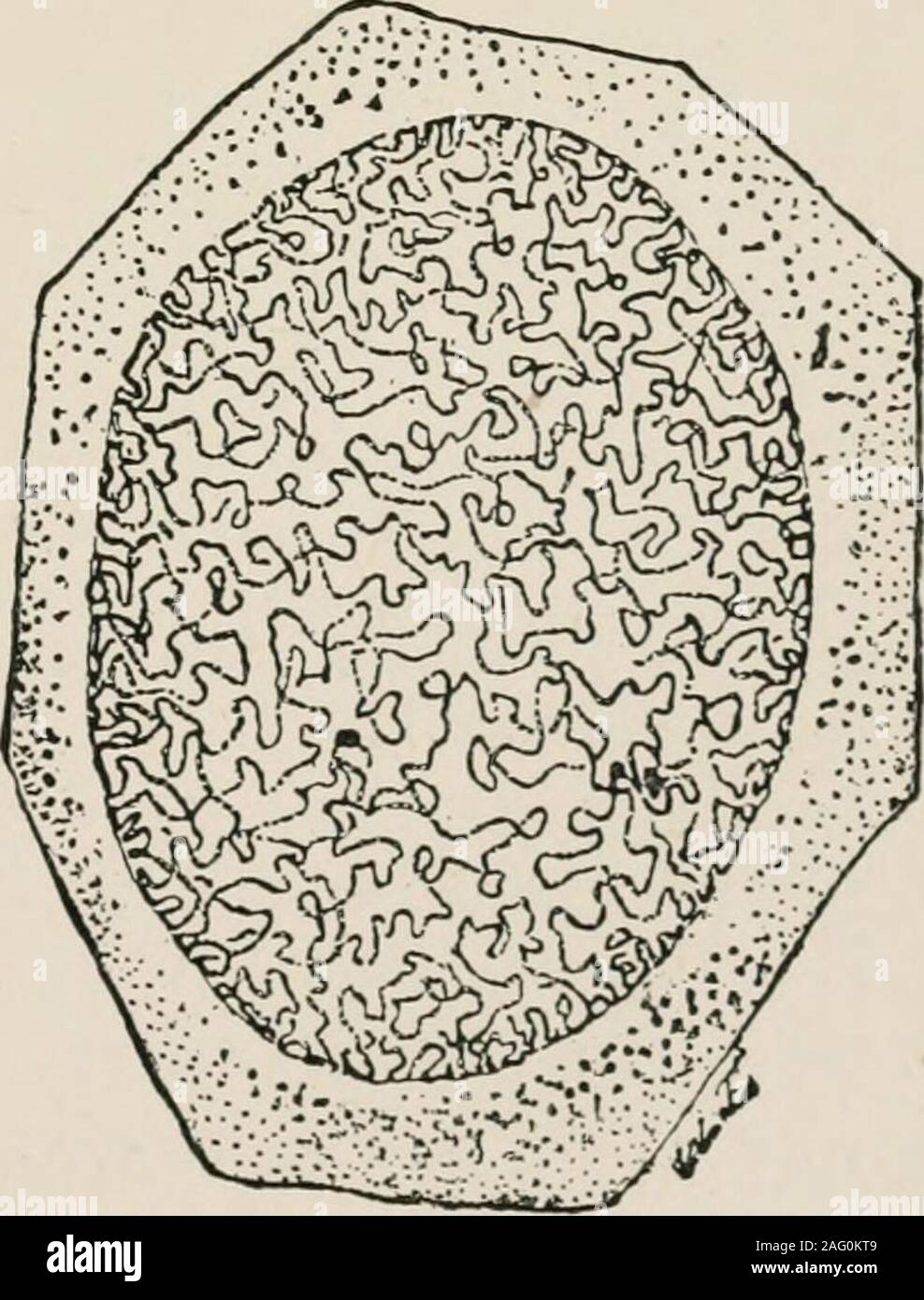 Nuclein hi-res stock photography and images - Alamy