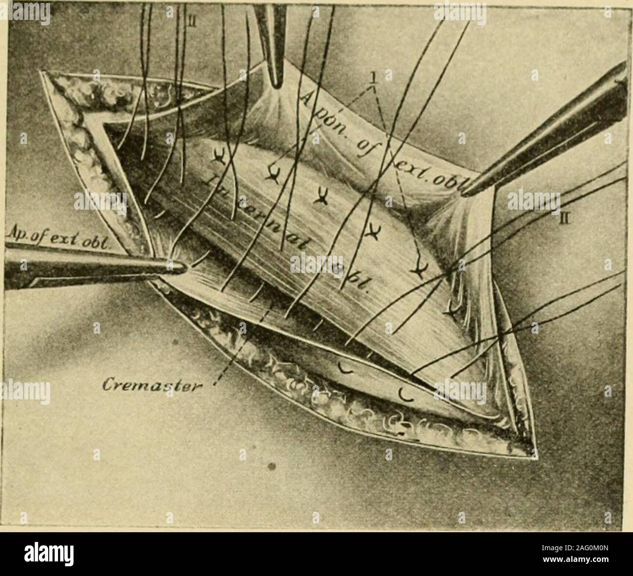 Cremaster hi-res stock photography and images - Alamy
