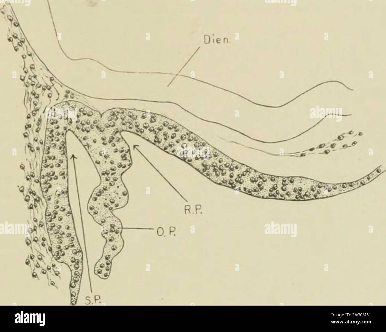 . Journal of anatomy. head isthickened for a short distance, forming ...