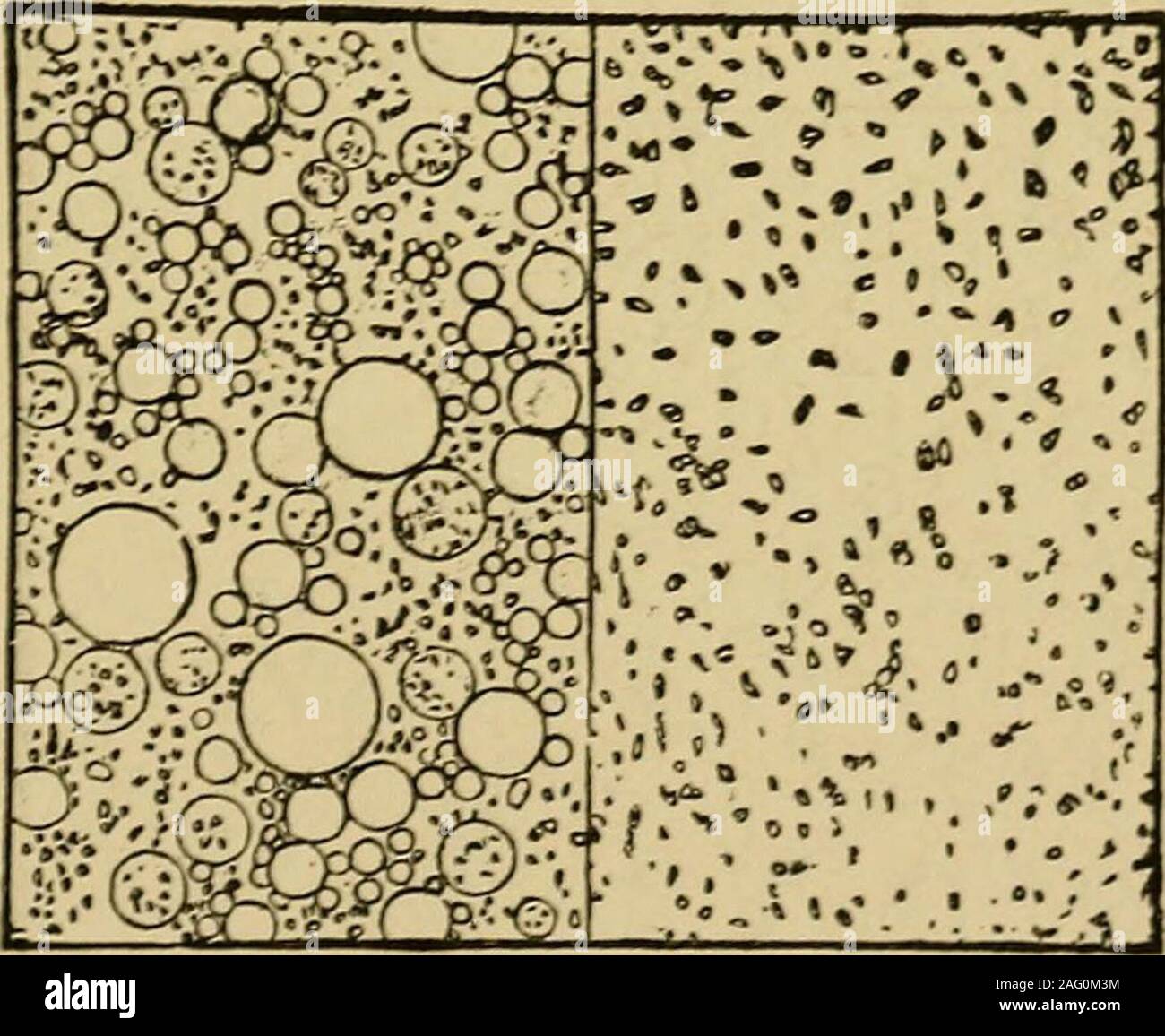 Ovoid Bodies High Resolution Stock Photography and Images - Alamy