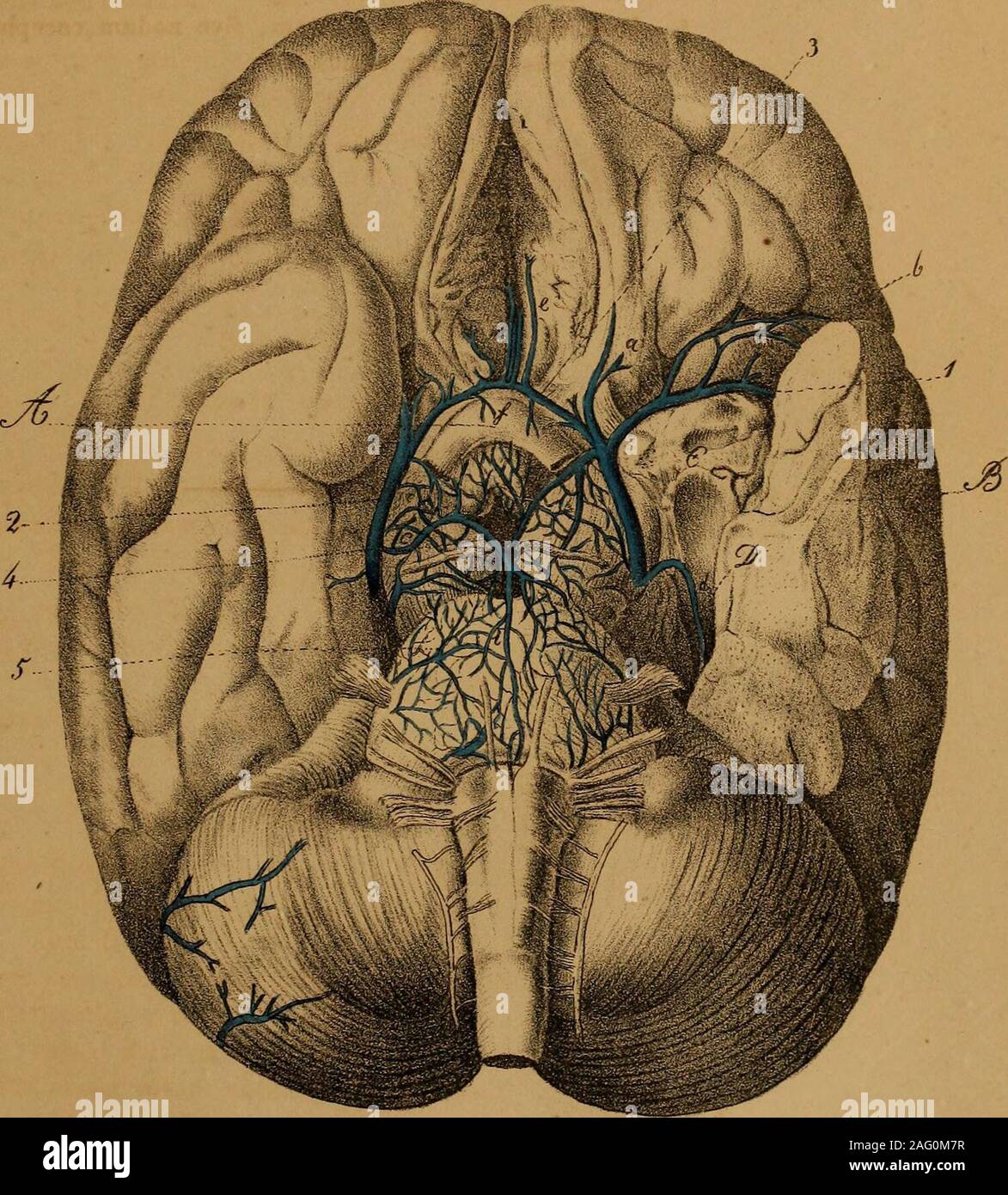 Corpus ventriculi hi-res stock photography and images - Alamy