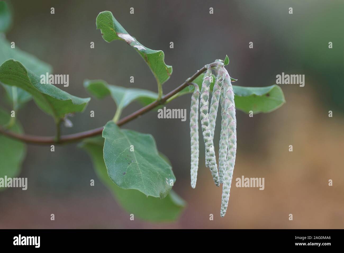 Elliptica hi-res stock photography and images - Alamy