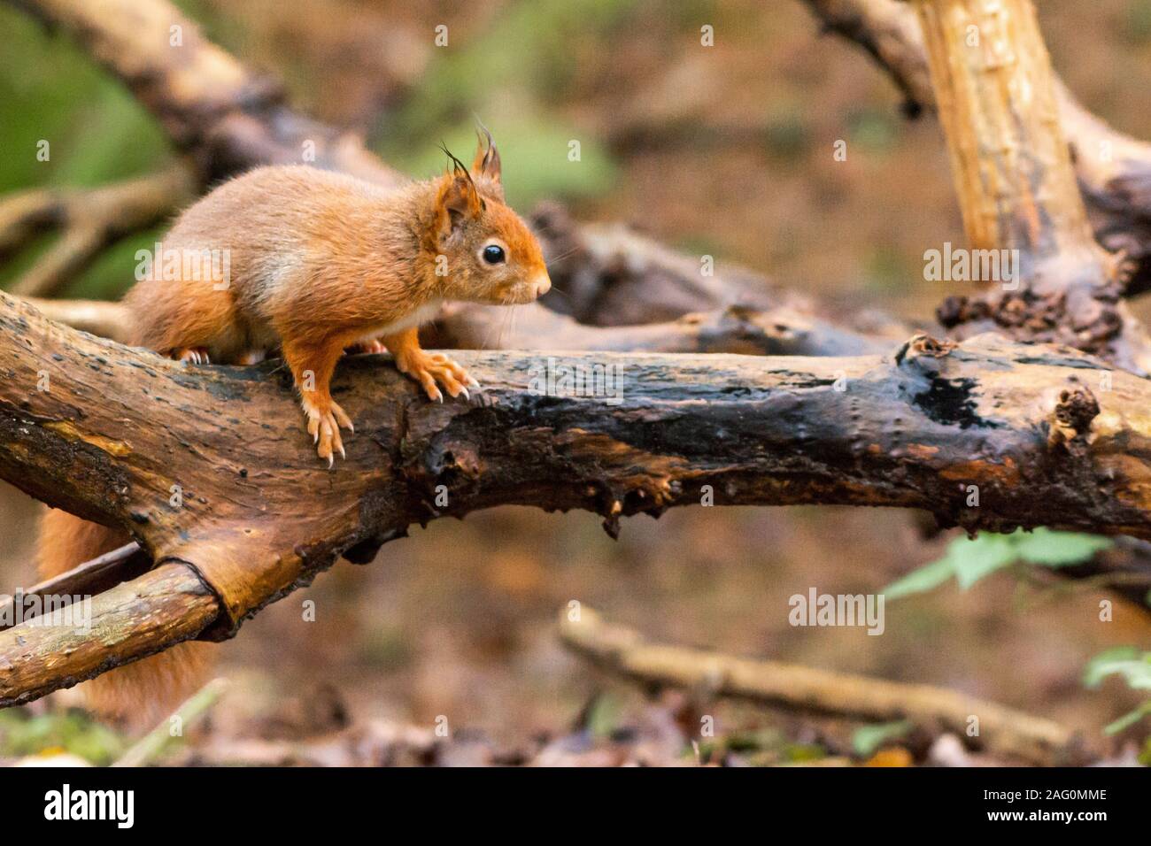 Eurasian red squirrel (Sciurus vulgaris) on a tree branch in the autumn ...