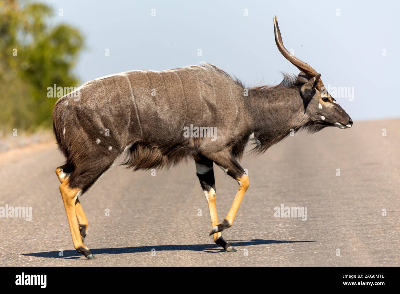 Nyala bull hi-res stock photography and images - Alamy