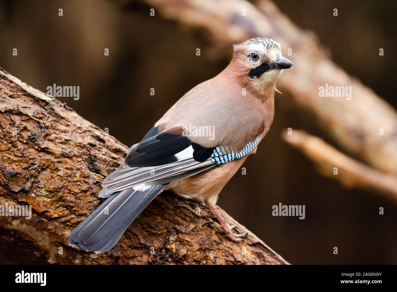 Jay on a large tree branch with its speckled blue and black wing ...