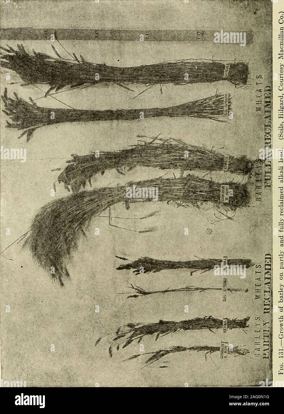Leaching ash hi-res stock photography and images - Alamy