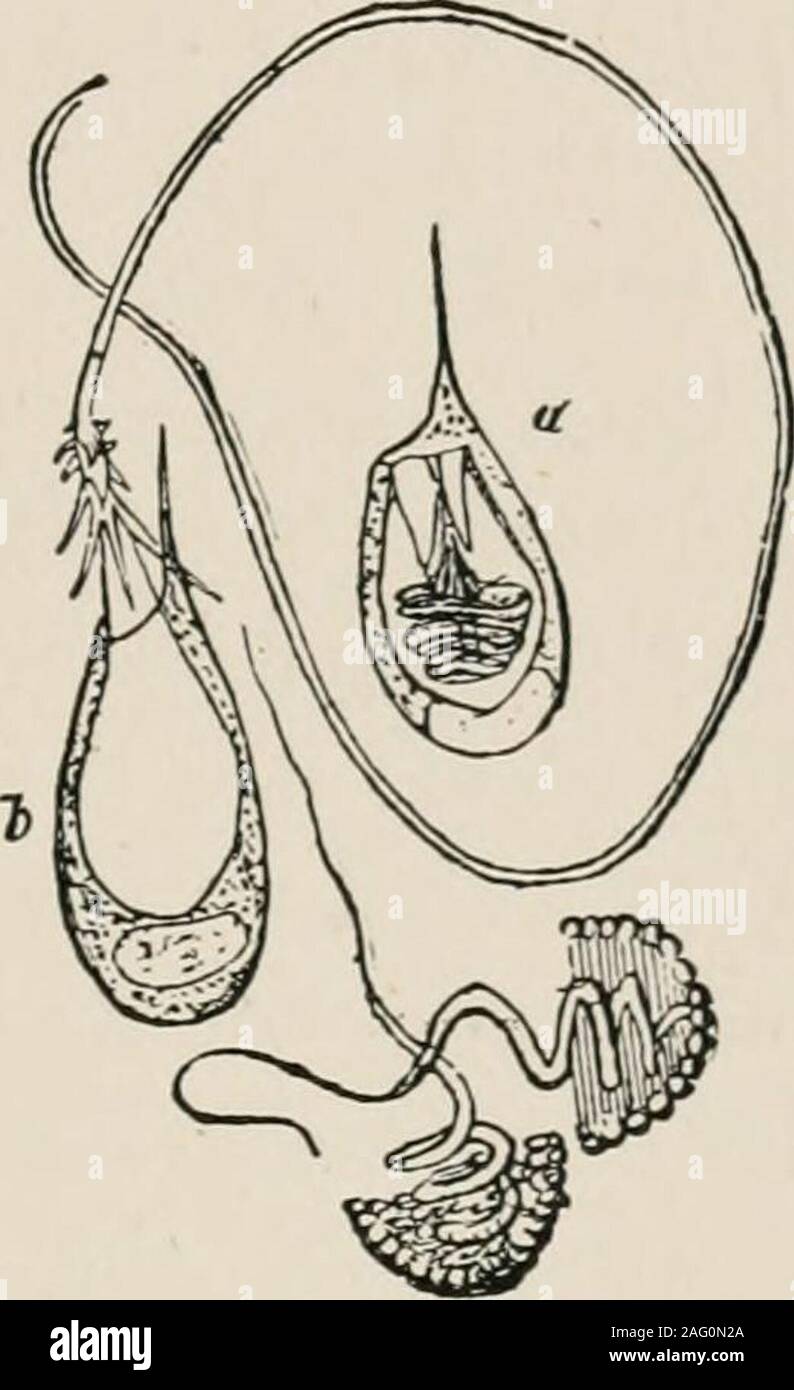 Medullary rays hi-res stock photography and images - Alamy