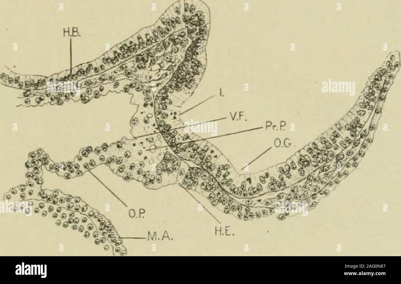 . Journal of anatomy. in the angle formed by the cranial flexure, there ...