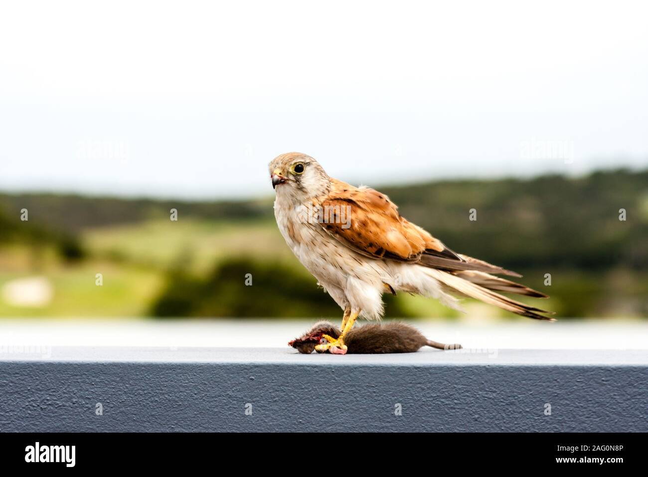 Australian kestrel (Nankeen Kestrel, Falco cenchroides) sitting on the ...