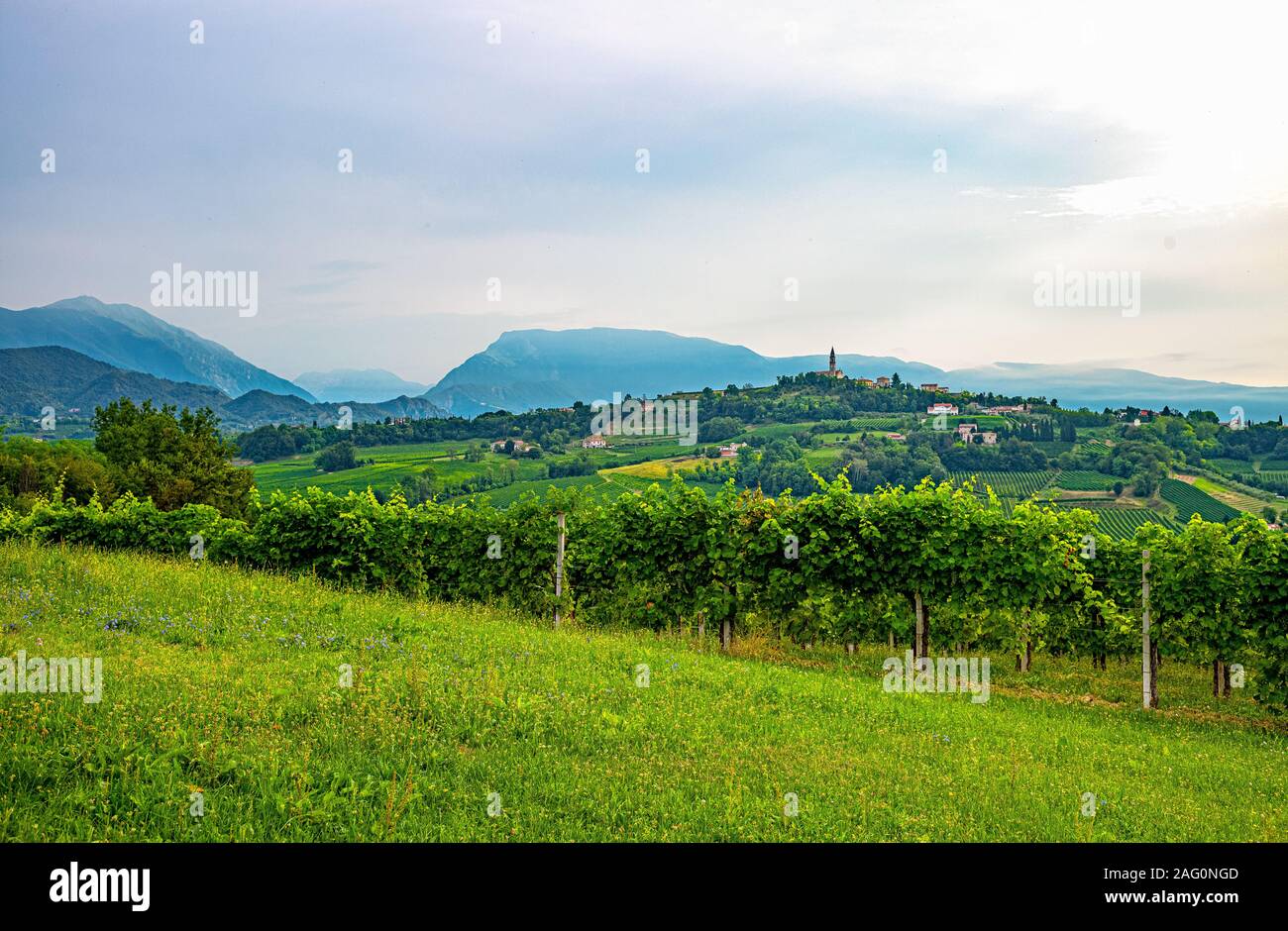 The prosecco vineyards on the hills of valdobbiadene conegliano area hi ...