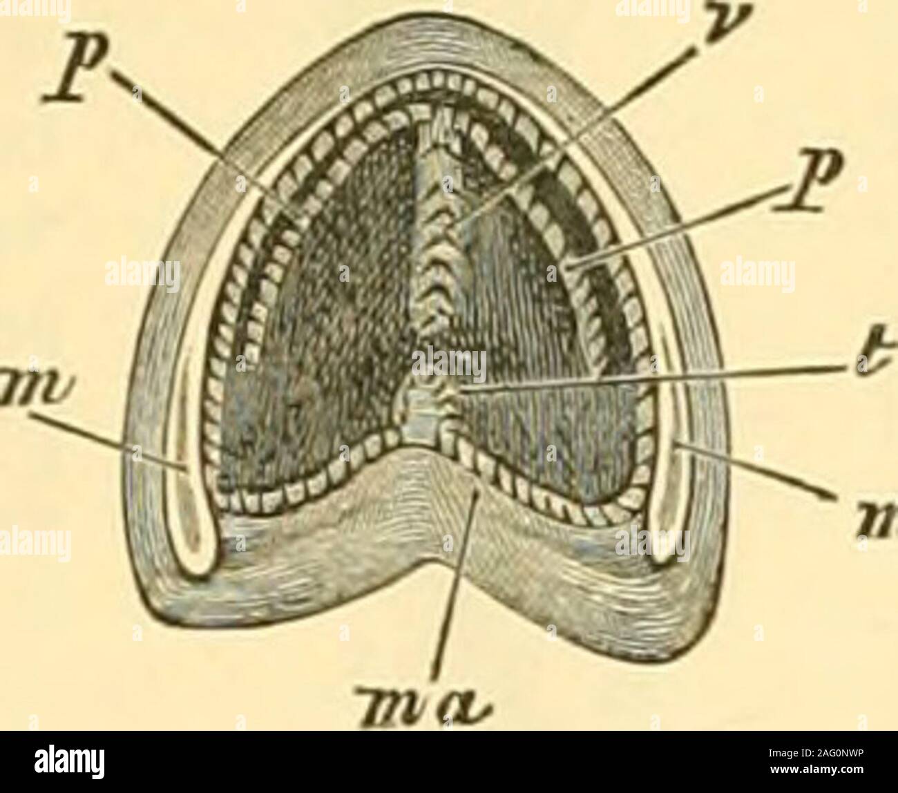Lower intestinal tract hi-res stock photography and images - Alamy