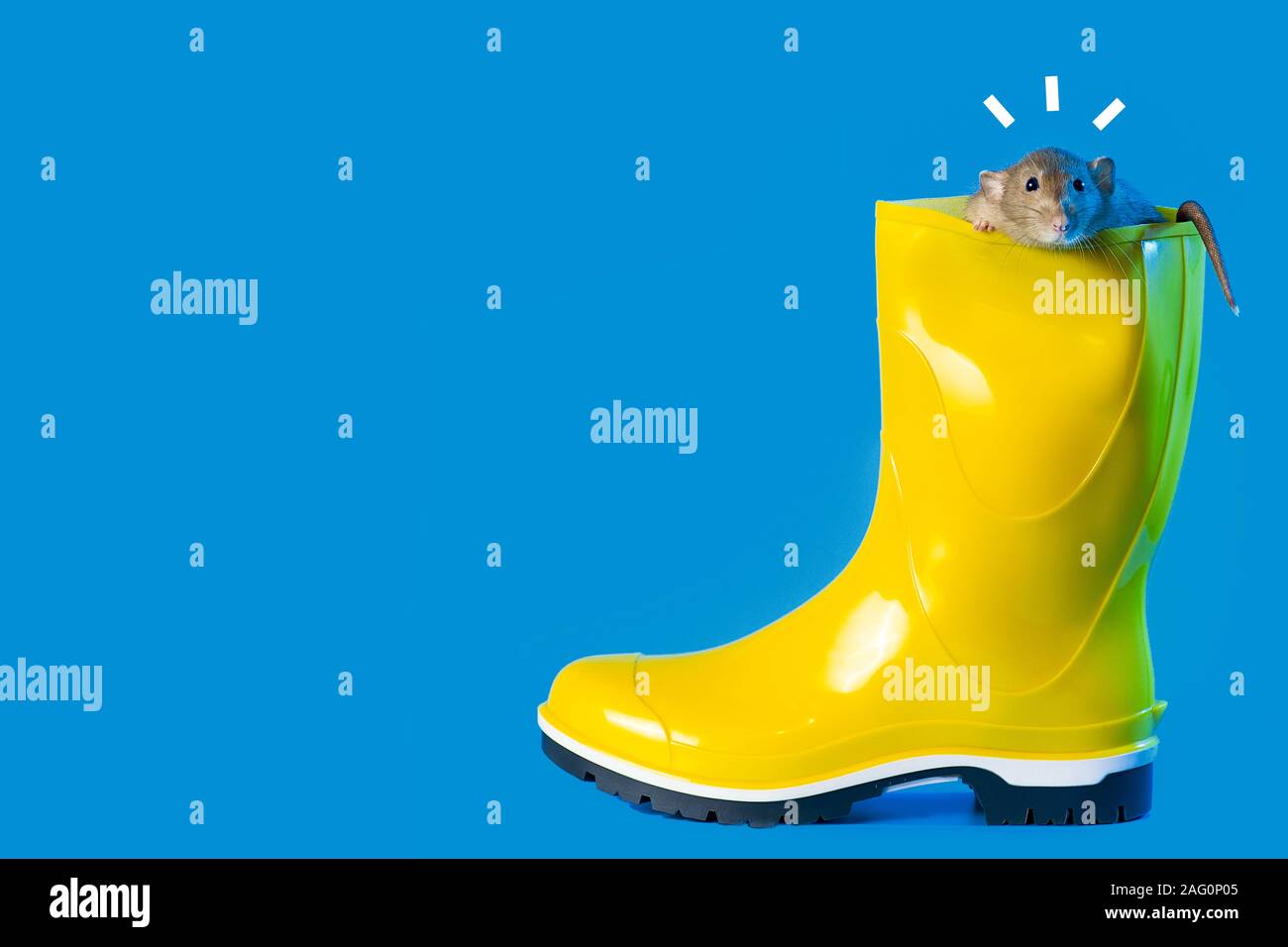 Rubber rat hi-res stock photography and images - Alamy