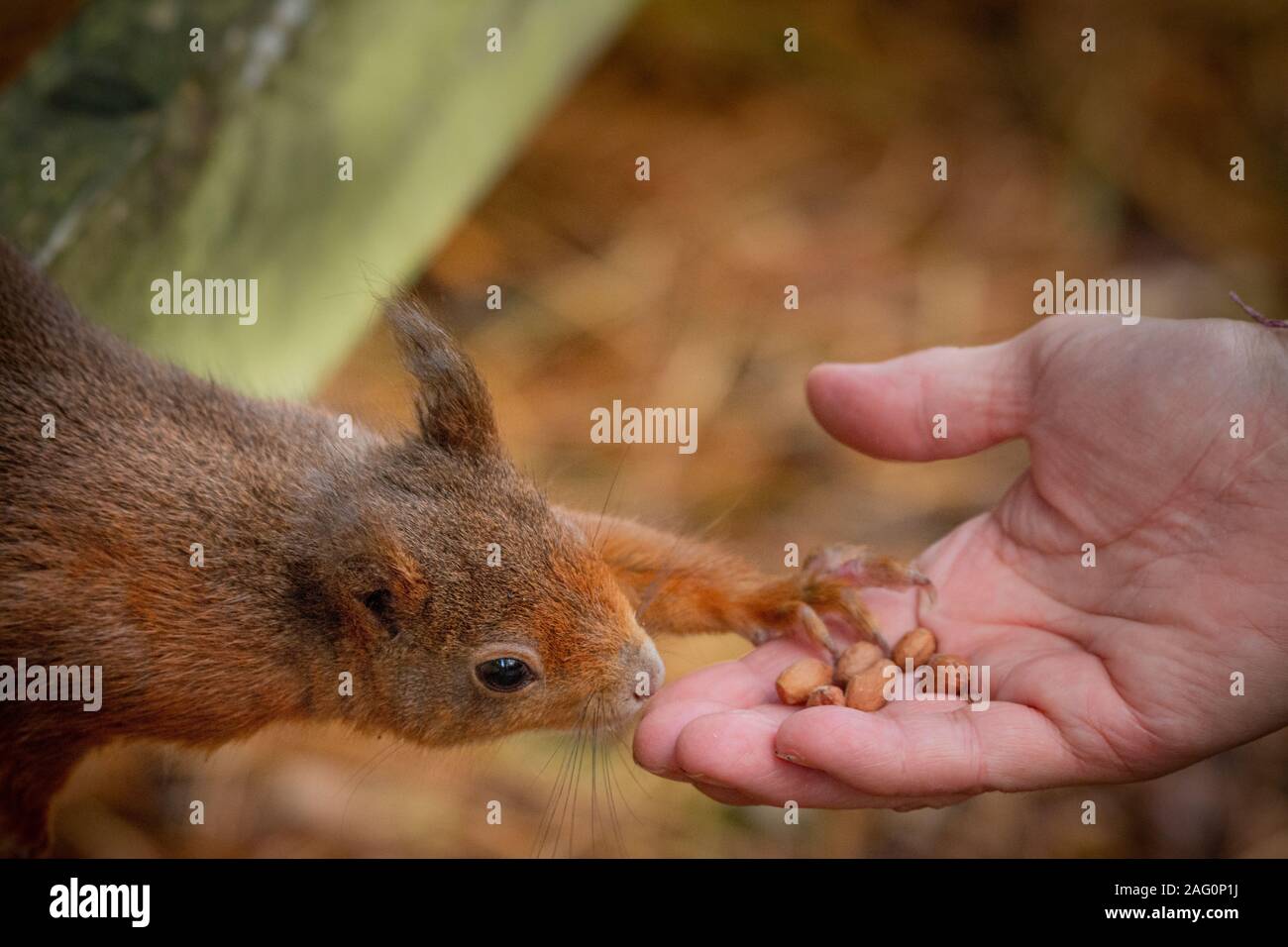 Red squirrel reaching from a tree hi-res stock photography and images ...