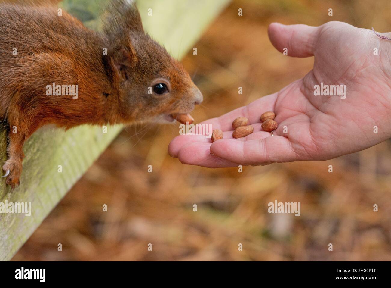 Animal eating peanuts hi-res stock photography and images - Alamy