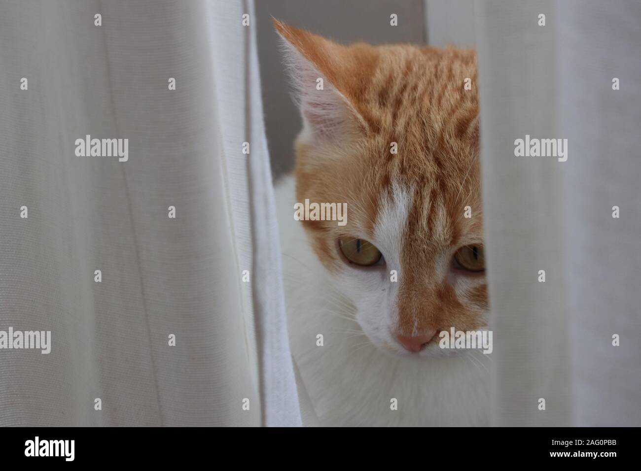 Little cat hidden behind curtains vicious look rasqual Stock Photo - Alamy
