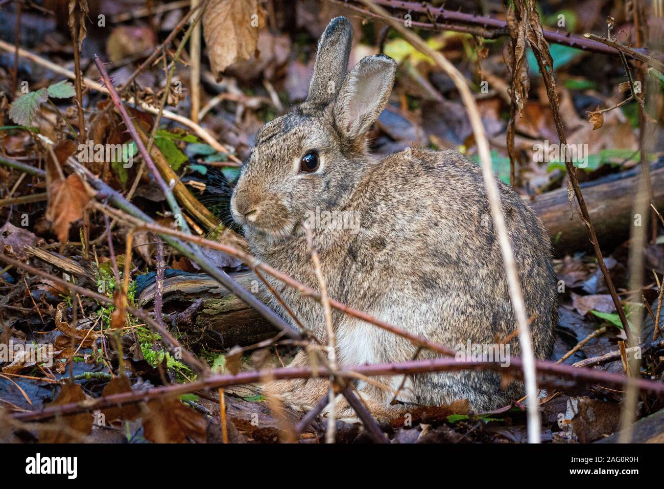 Rabbits tail grass hi-res stock photography and images - Alamy