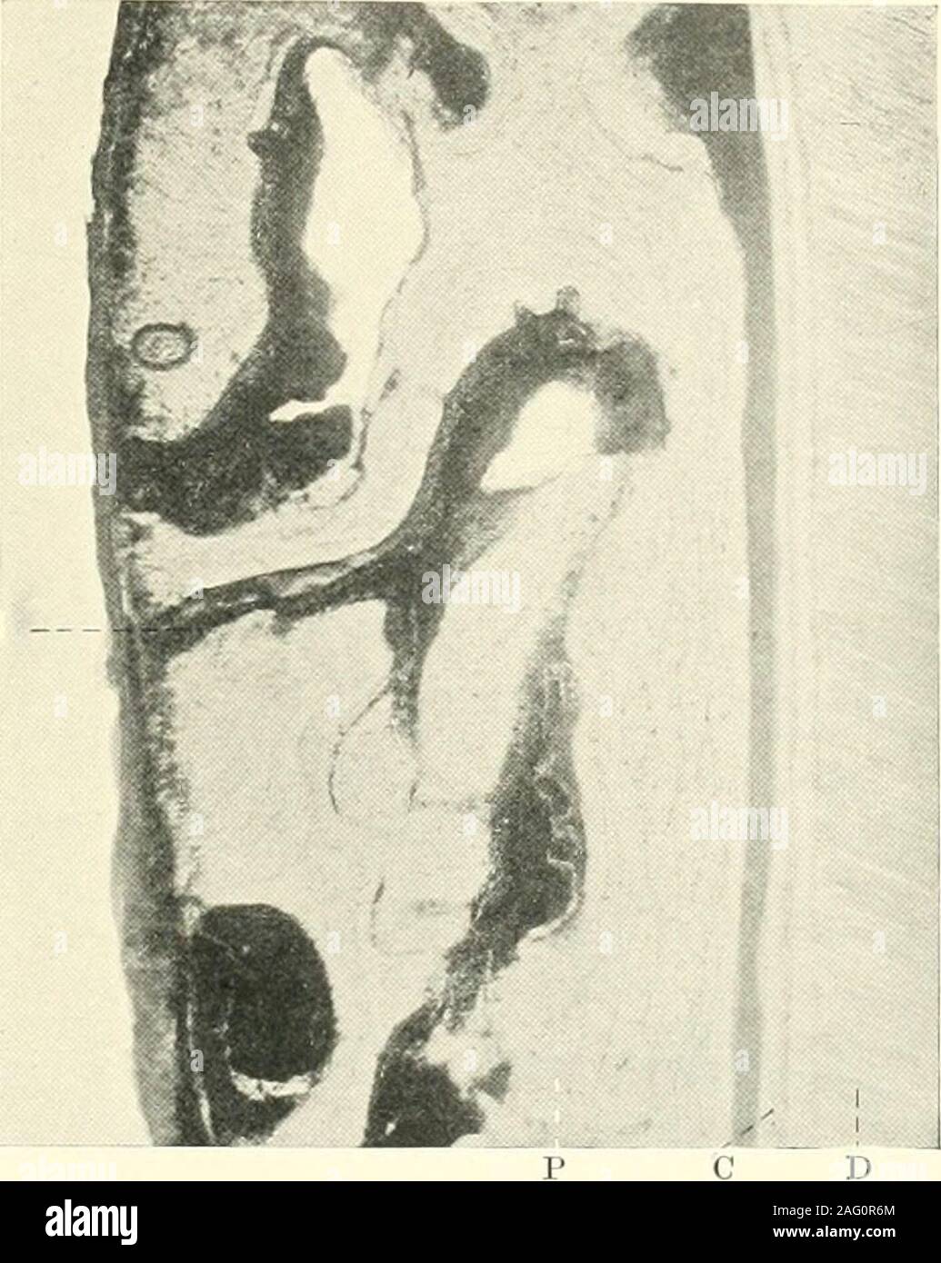 . The science and practice of dental surgery. of the tooth, an ill ...