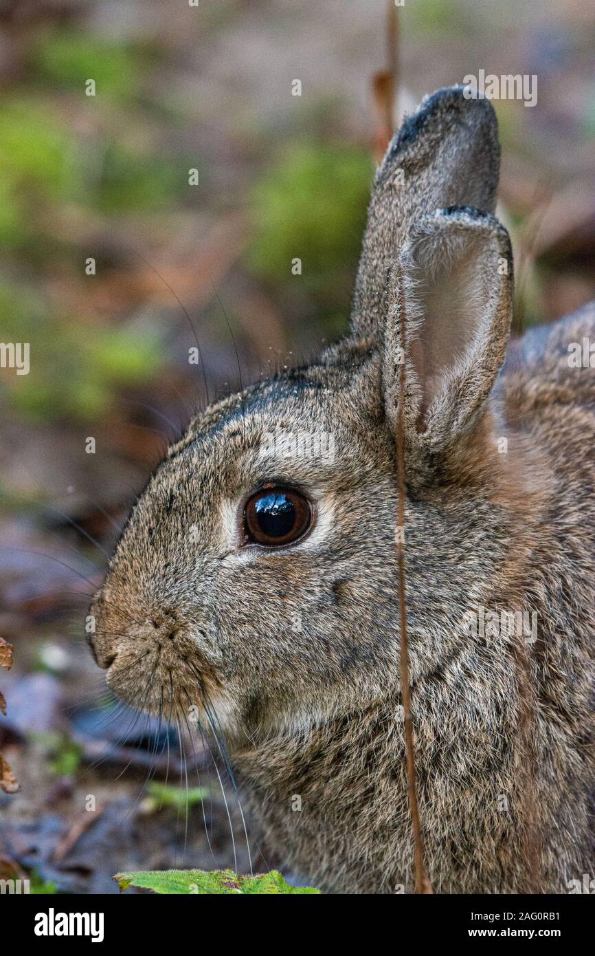 Head shot portrait of a wild rabbit (Oryctolagus cuniculus) which has ...