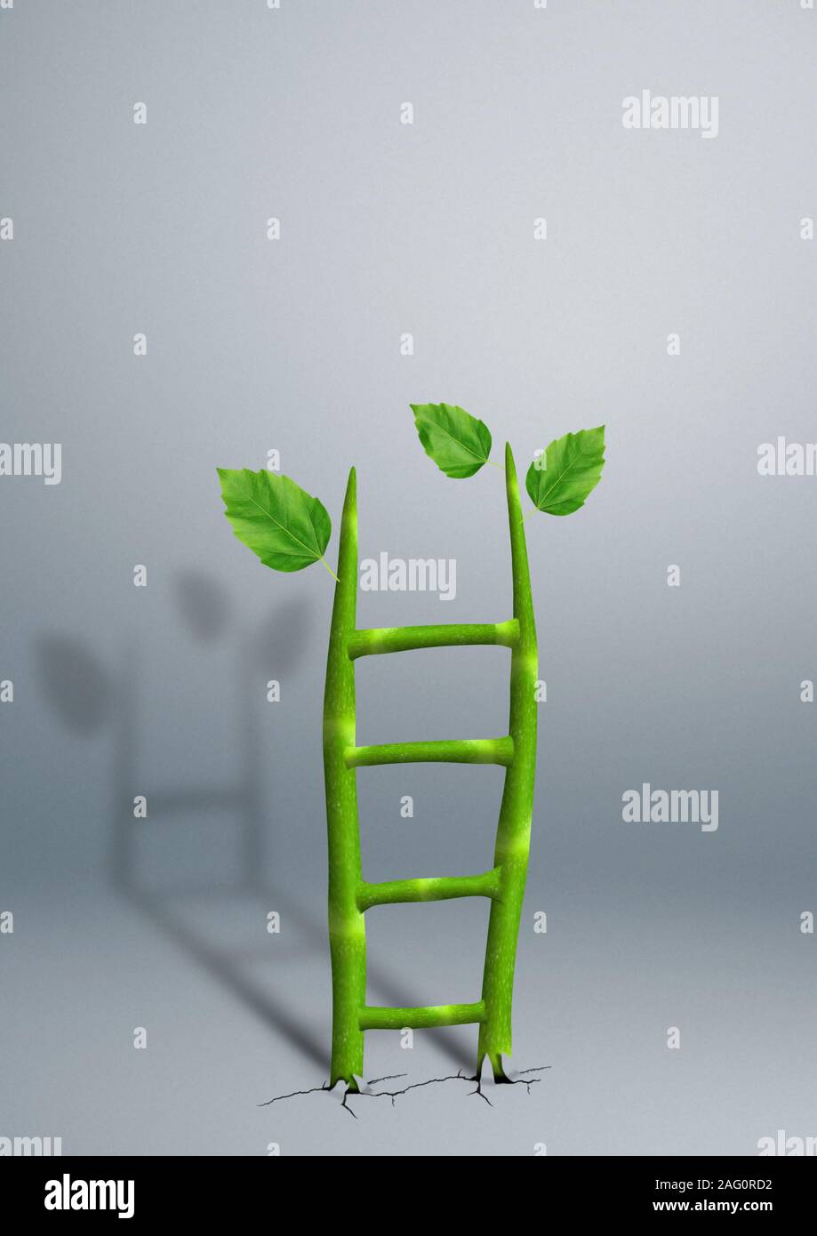 Stepladder plant hi-res stock photography and images - Alamy