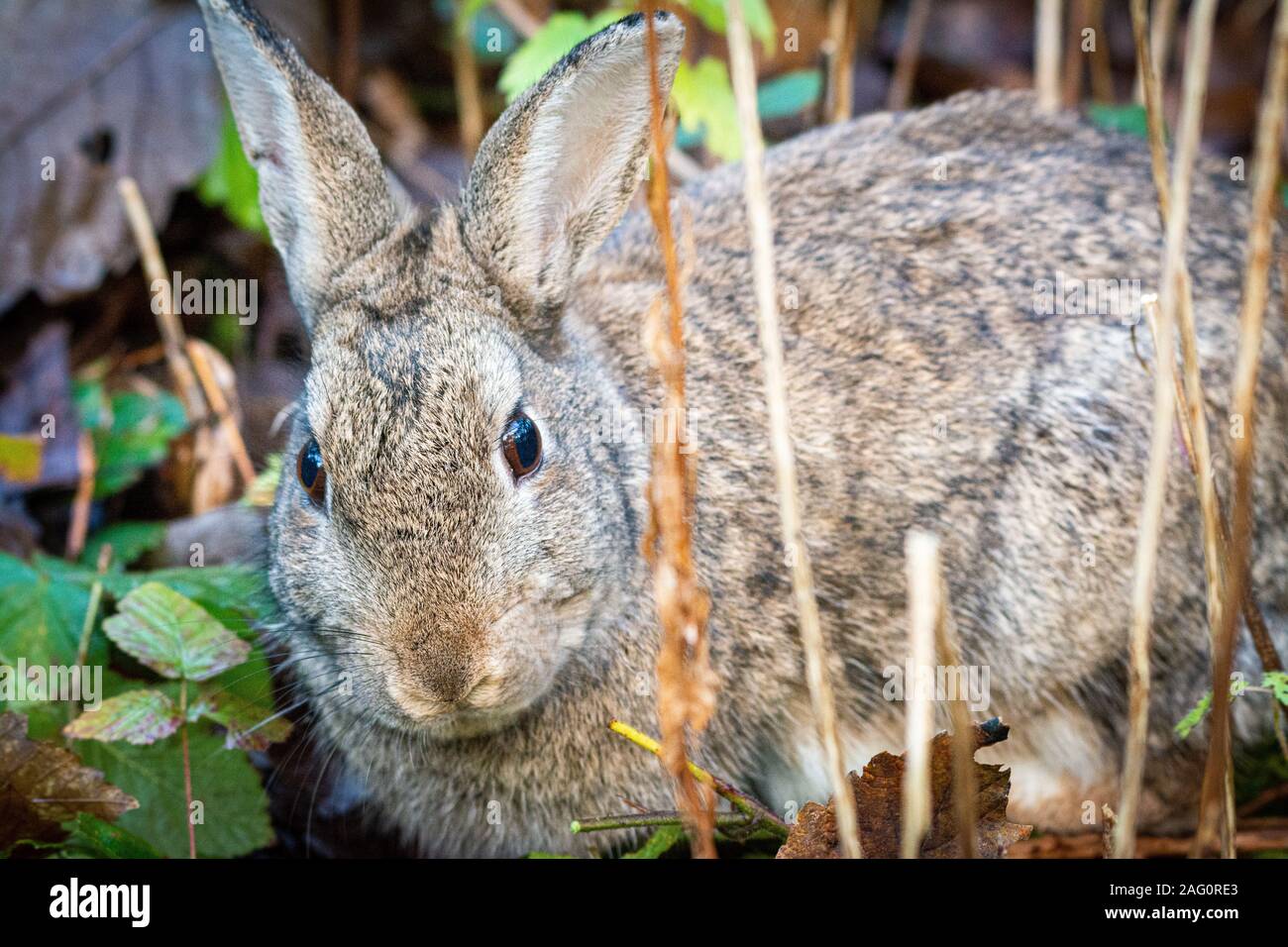 Rabbits tail hi-res stock photography and images - Alamy