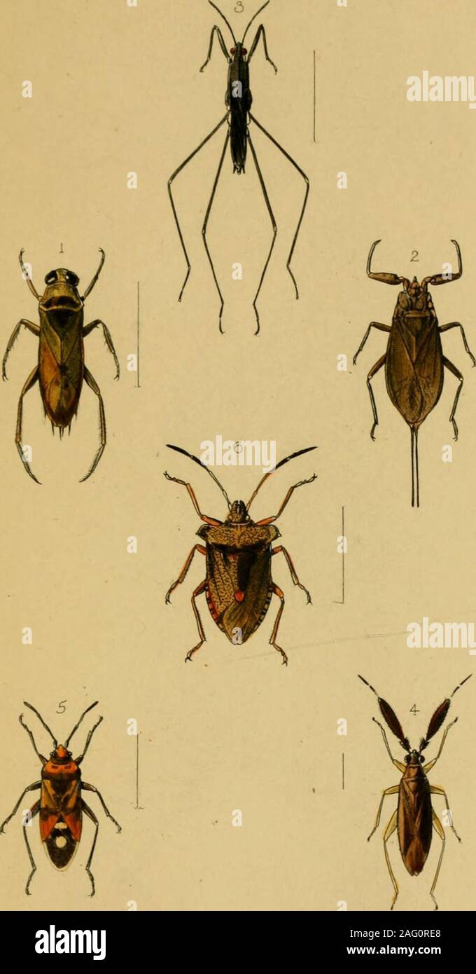 . British insects : a familiar description of the form, structure ...