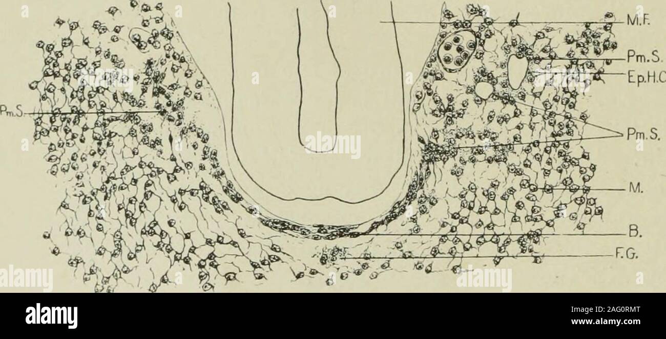 Mesodermal High Resolution Stock Photography and Images - Alamy