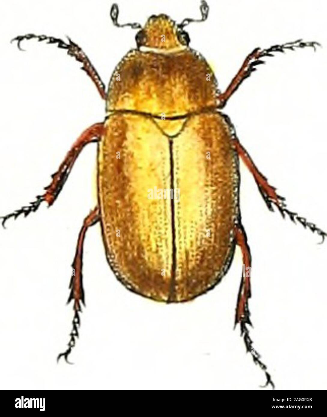. Entomologie ou Histoire naturelle des insectes, avec leurs caractères ...