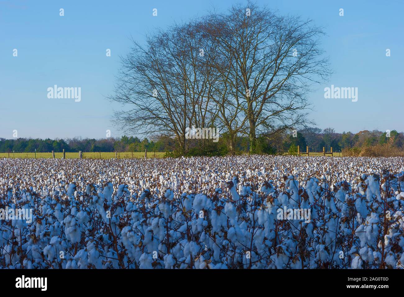 Agricultural field of cotton landscape seen in rural Tennessee with ...