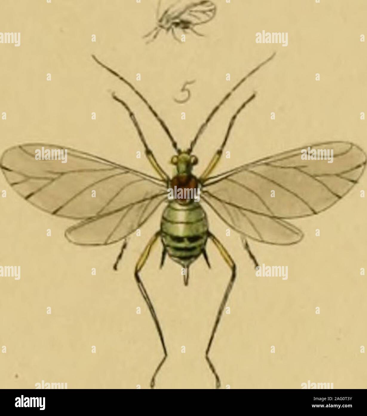 . British insects : a familiar description of the form, structure ...