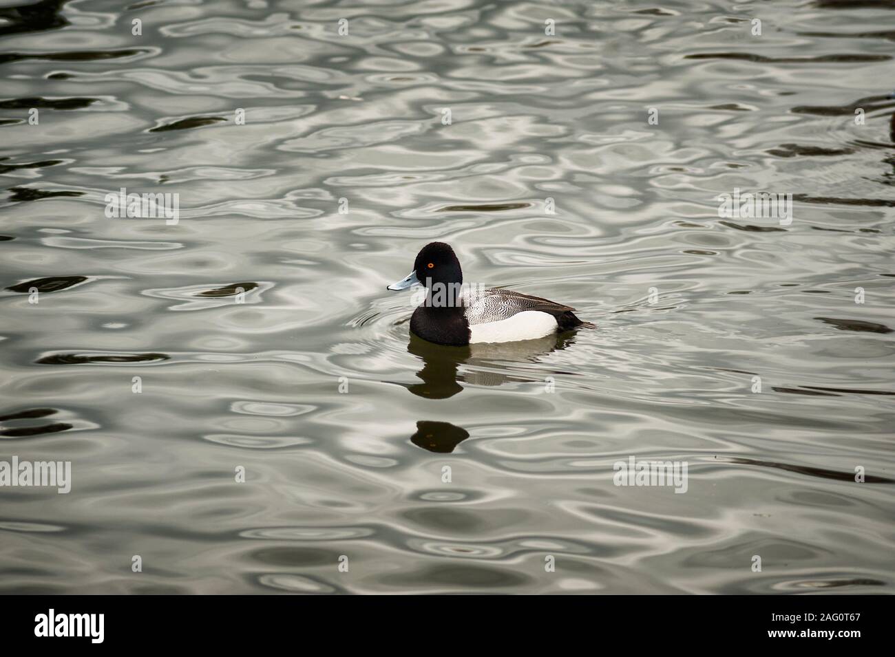 A Lesser Scaup waterfowl duck beautiful markings draws the eye as it ...