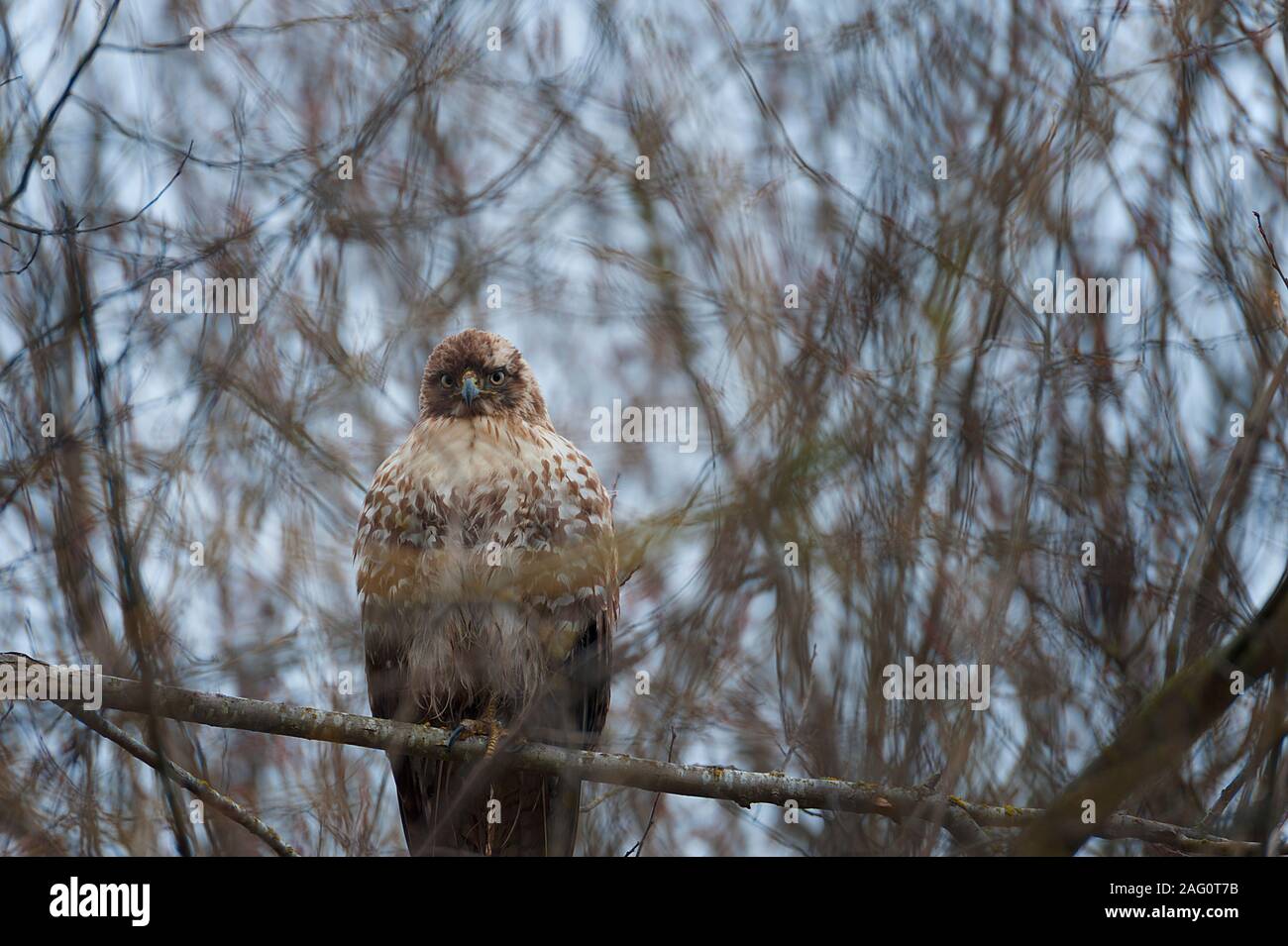 A large red tail hawk perches on tree branch keeping an eye on ...