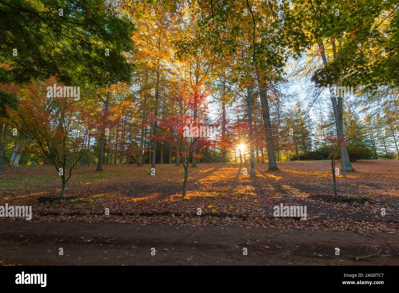 Autumn colours and sun rays Stock Photo - Alamy