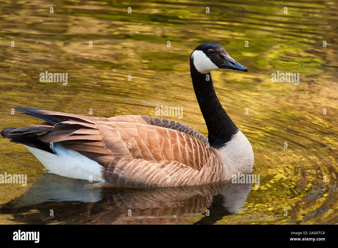 Black brown long neck goose hi-res stock photography and images - Alamy