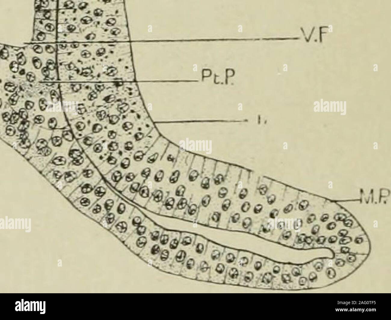 Prechordal plate hi-res stock photography and images - Alamy