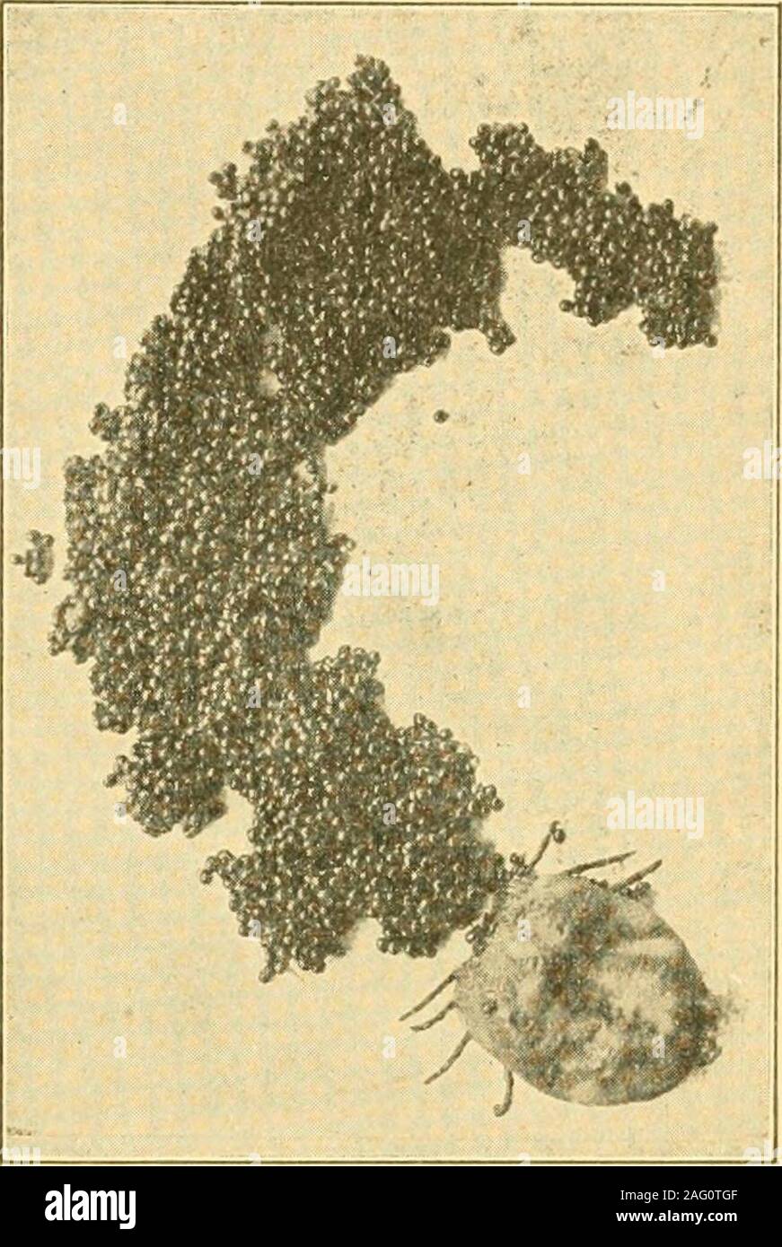 . Sanitary entomology; the entomology of disease, hygiene and ...