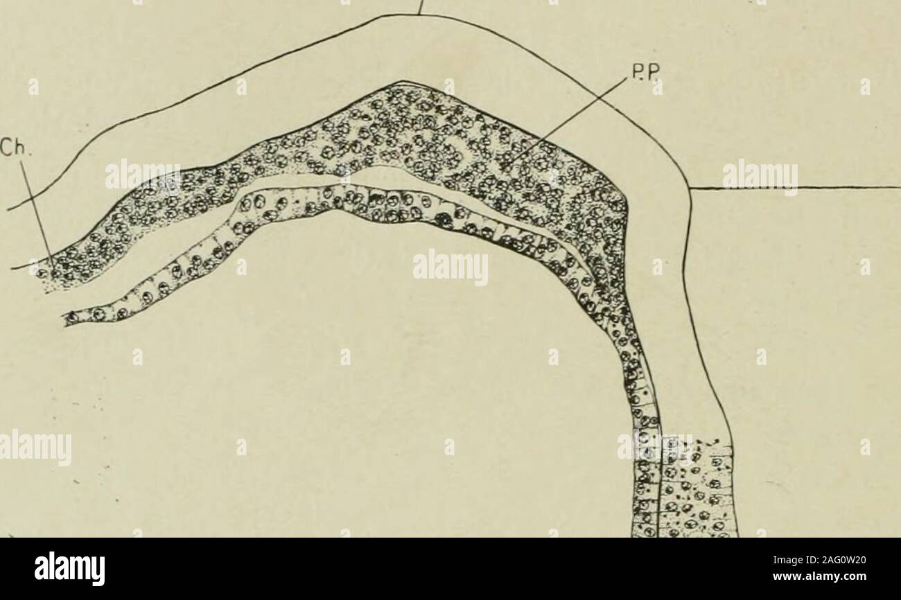 Perameles hi-res stock photography and images - Alamy