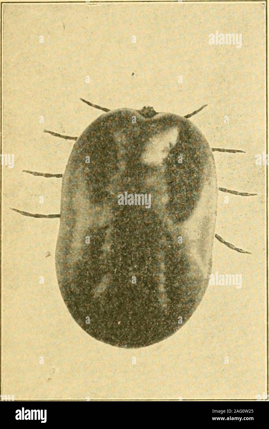 Ticks on cattle hi-res stock photography and images - Alamy