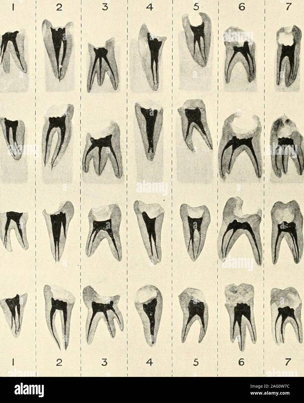 . The science and practice of dental surgery. ars that only one root is ...