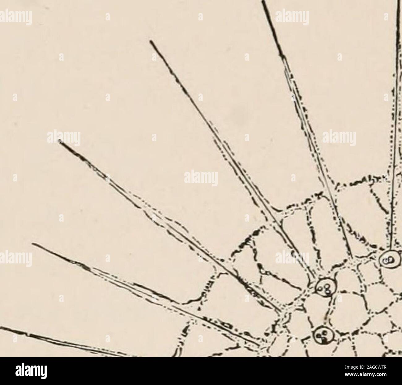 Rhizopoda hi-res stock photography and images - Alamy