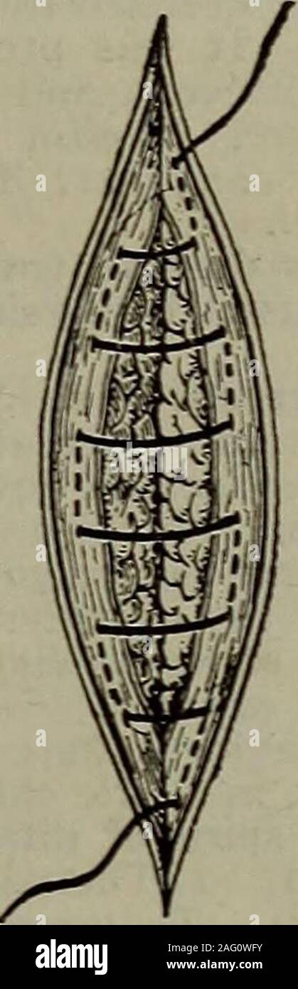 . The practitioner's medical dictionary; containing all the words and ...