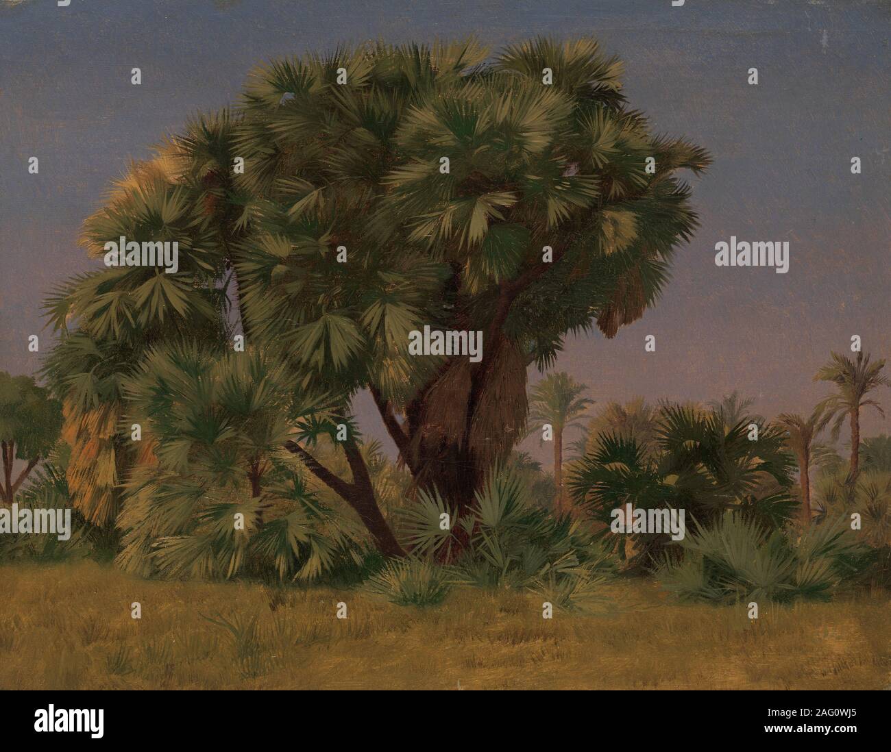 Study of Palm Trees, probably 1868 Stock Photo - Alamy