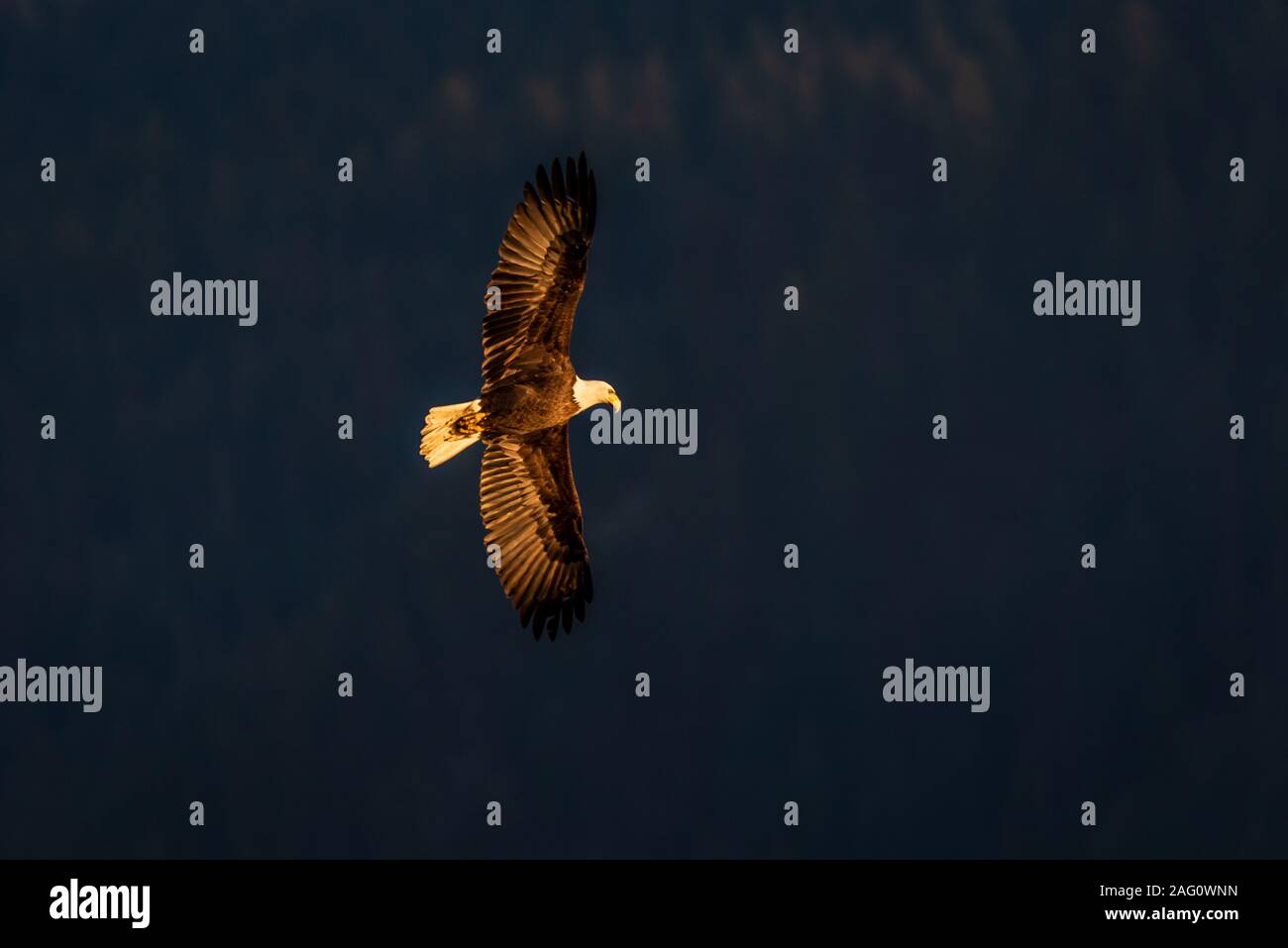 Eagle soaring sun hi-res stock photography and images - Alamy