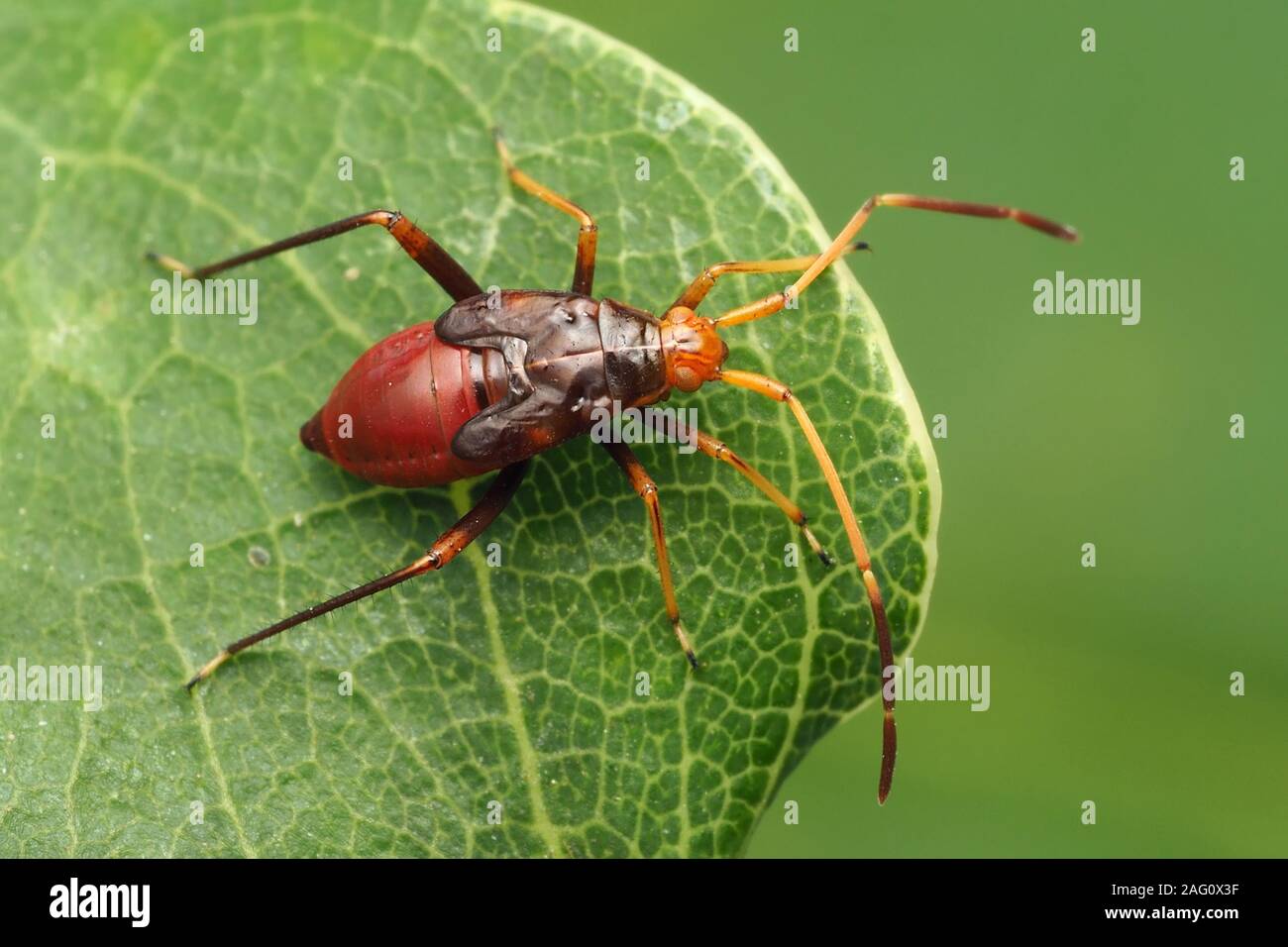Megacoelum infusum mirid bug nymph at rest on oak leaf. Tipperary ...
