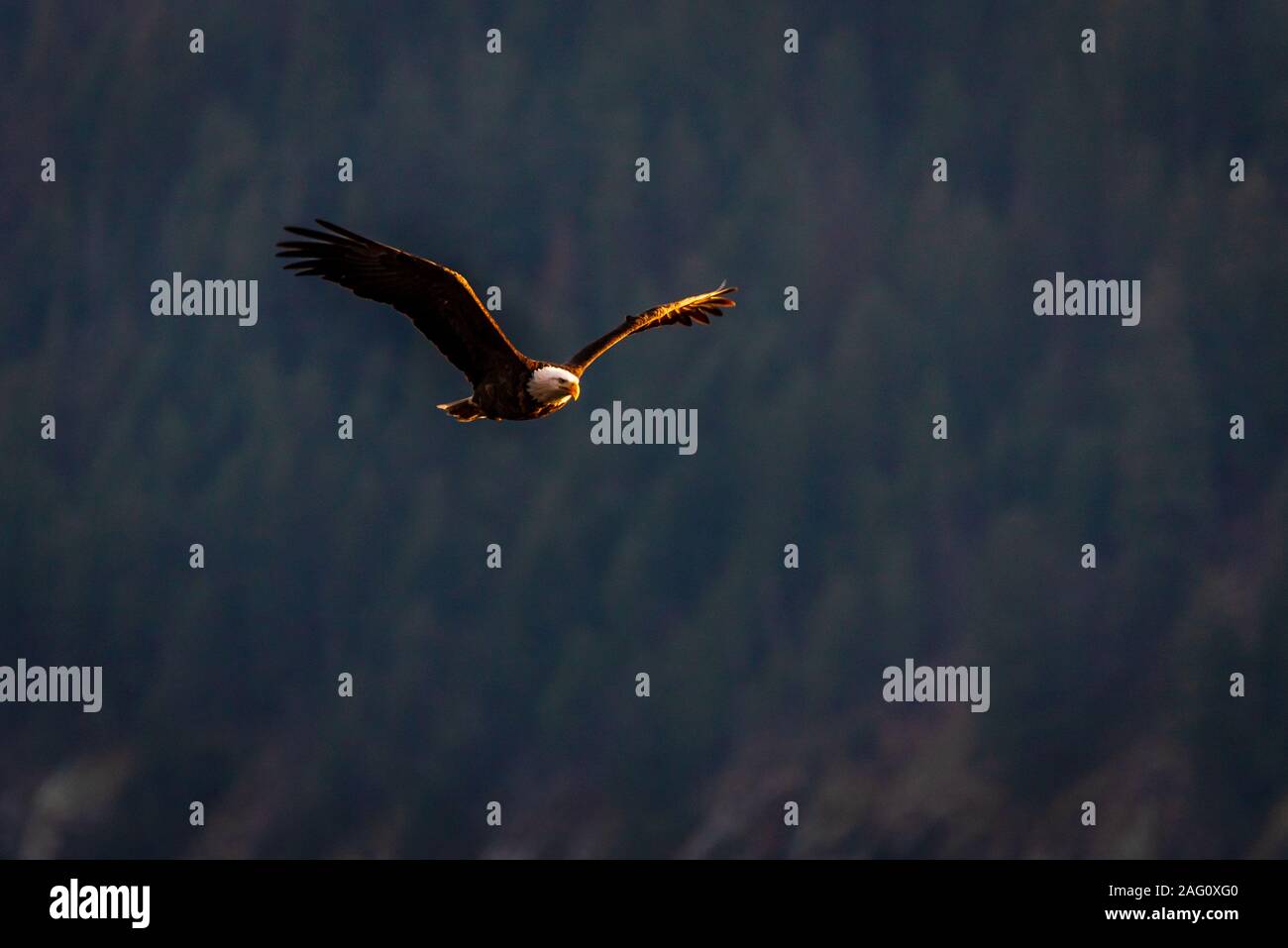 Bald Eagle Hunting In The Evening Stock Photo - Alamy