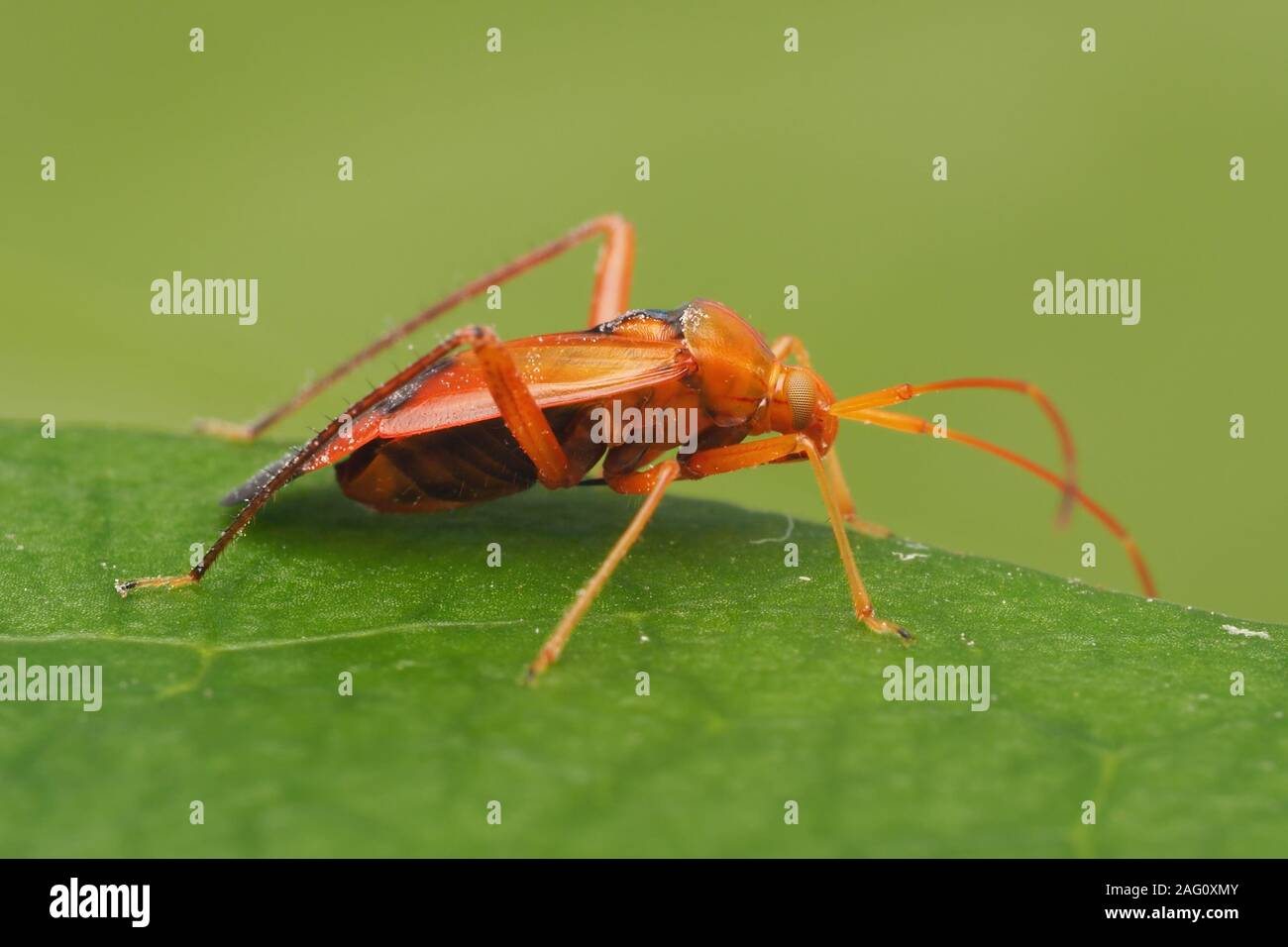 Side view of Megacoelum infusum mirid bug sitting on oak leaf ...