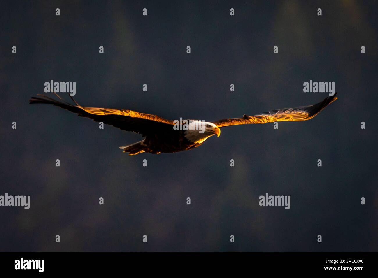 Sunlit Bald Eagle Stock Photo - Alamy