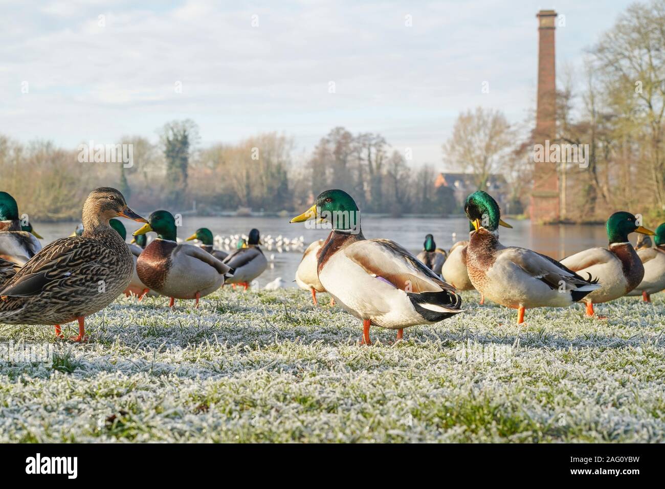 British mallards hi-res stock photography and images - Alamy