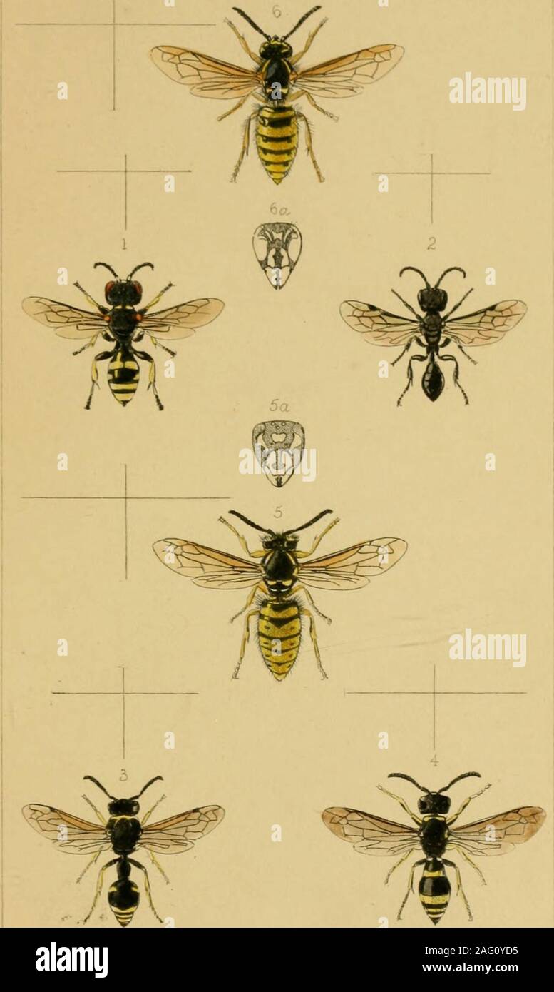 . British insects : a familiar description of the form, structure ...