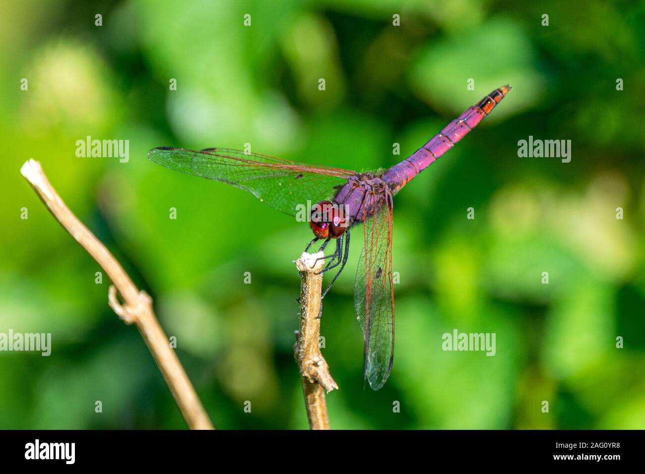 Male red-veined dropwing dragonfly (Trithemis arteriosa) perched on a ...